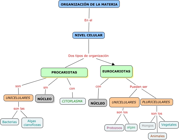 mapa conceptual de células